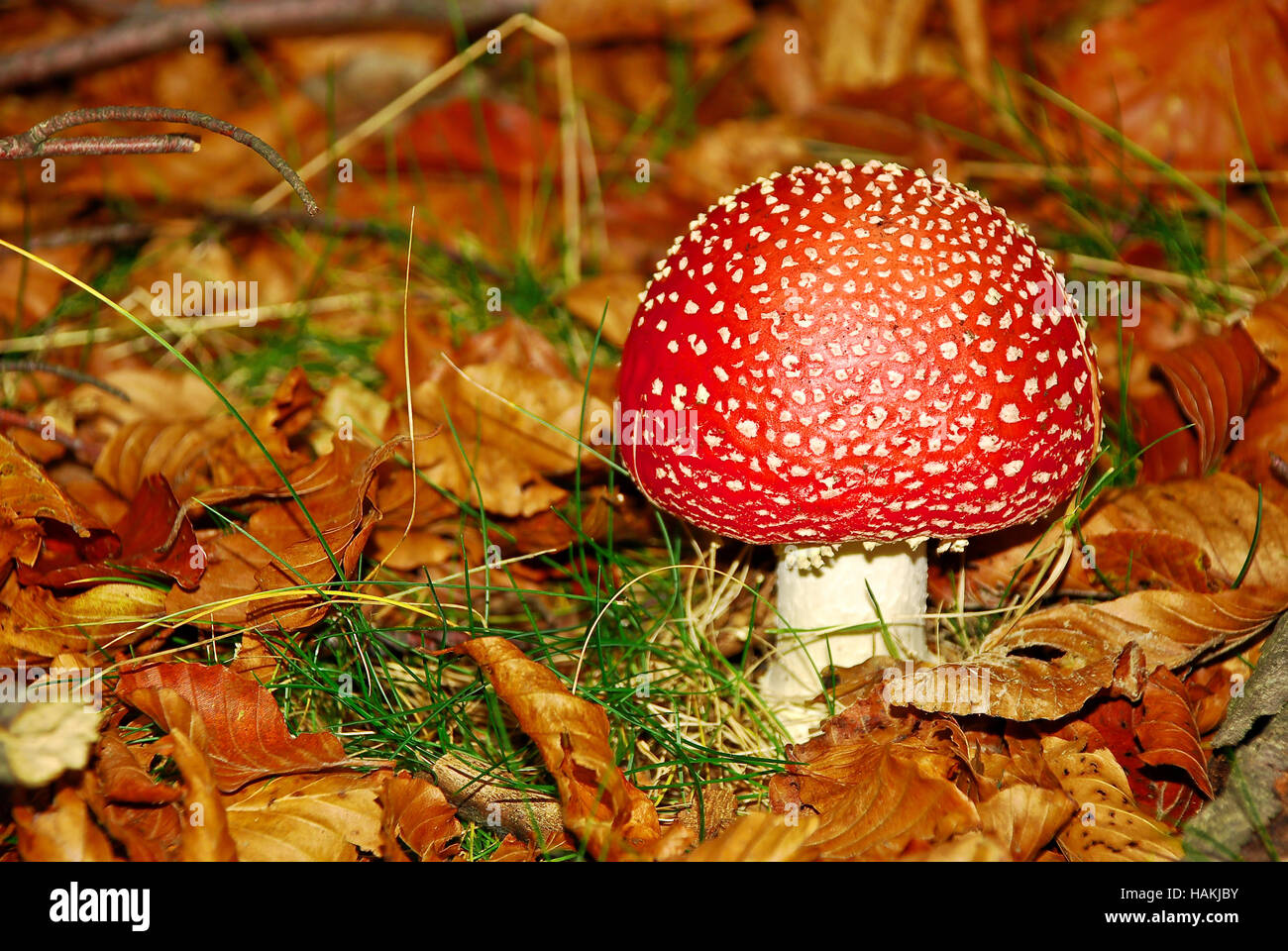 Deadly poisonous mushroom hi-res stock photography and images - Alamy