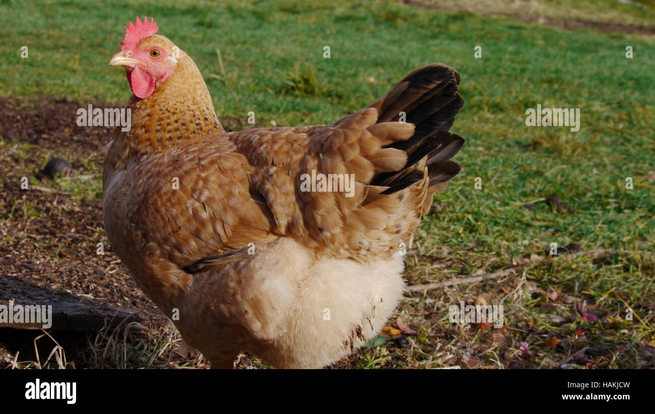 Chicken on a sunny day Stock Photo - Alamy