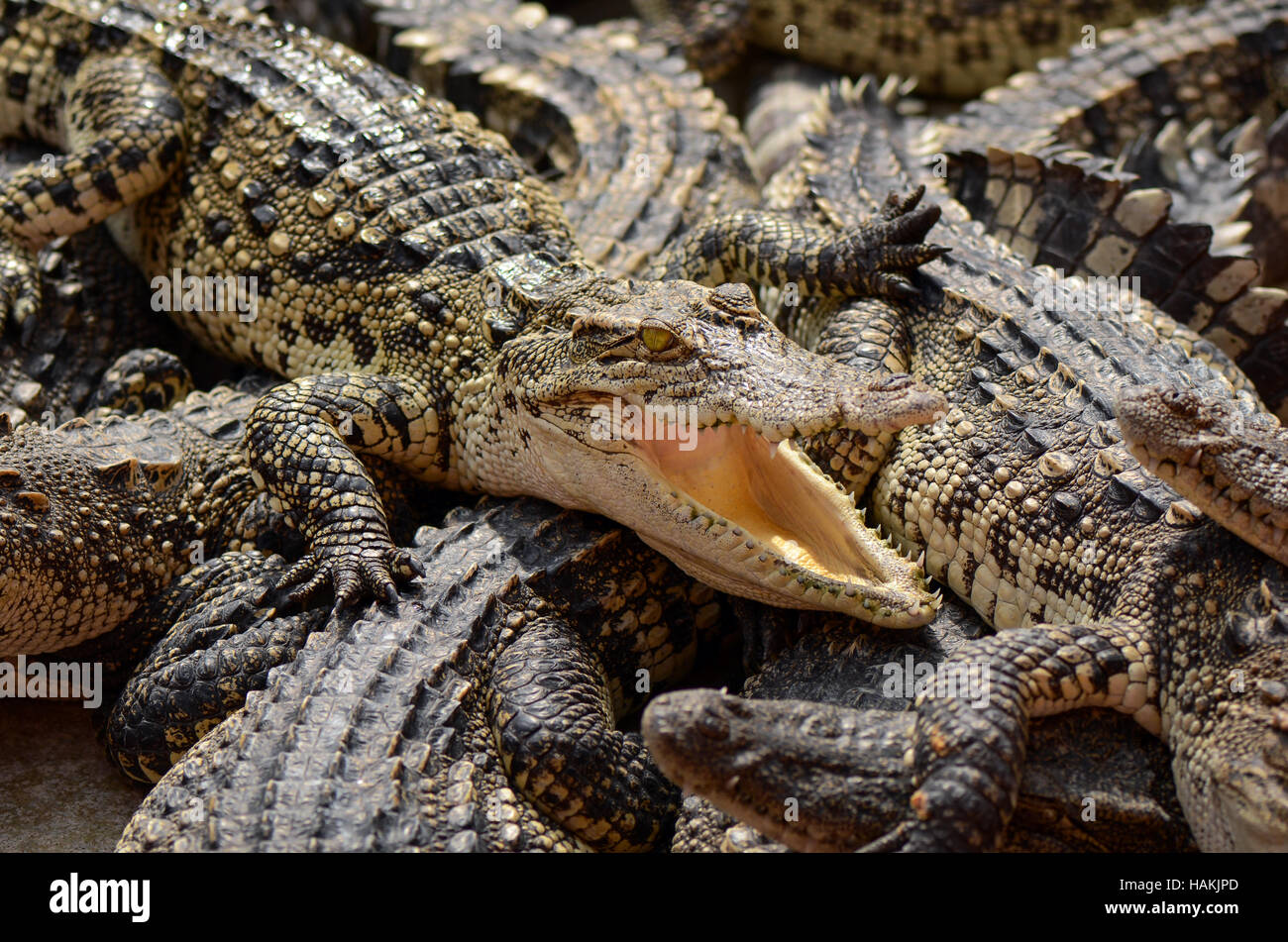 Freshwater crocodile, Siamese crocodile (Crocodylus siamensis Stock ...