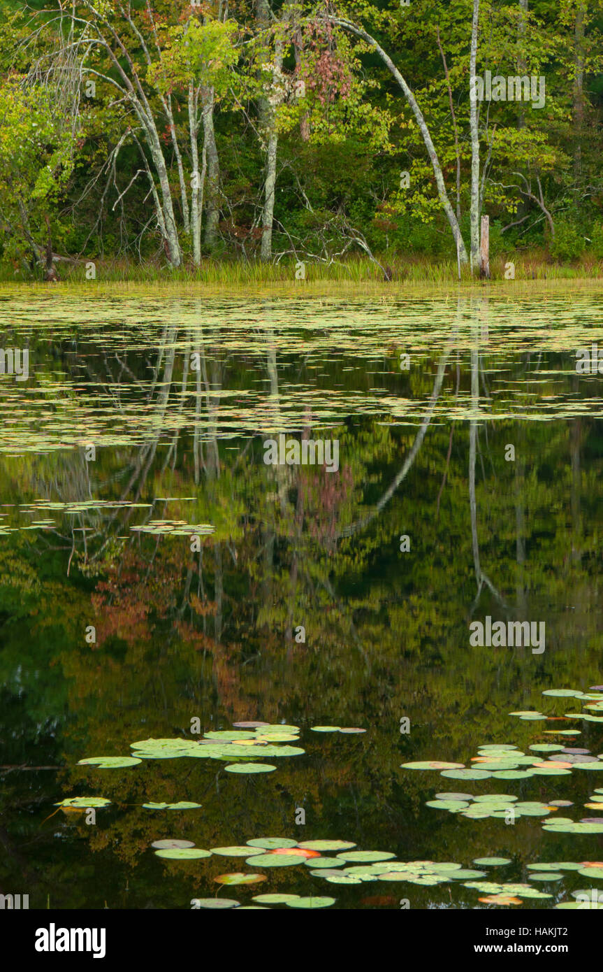 Tillinghast Pond, Tillinghast Pond Management Area, Rhode Island Stock ...