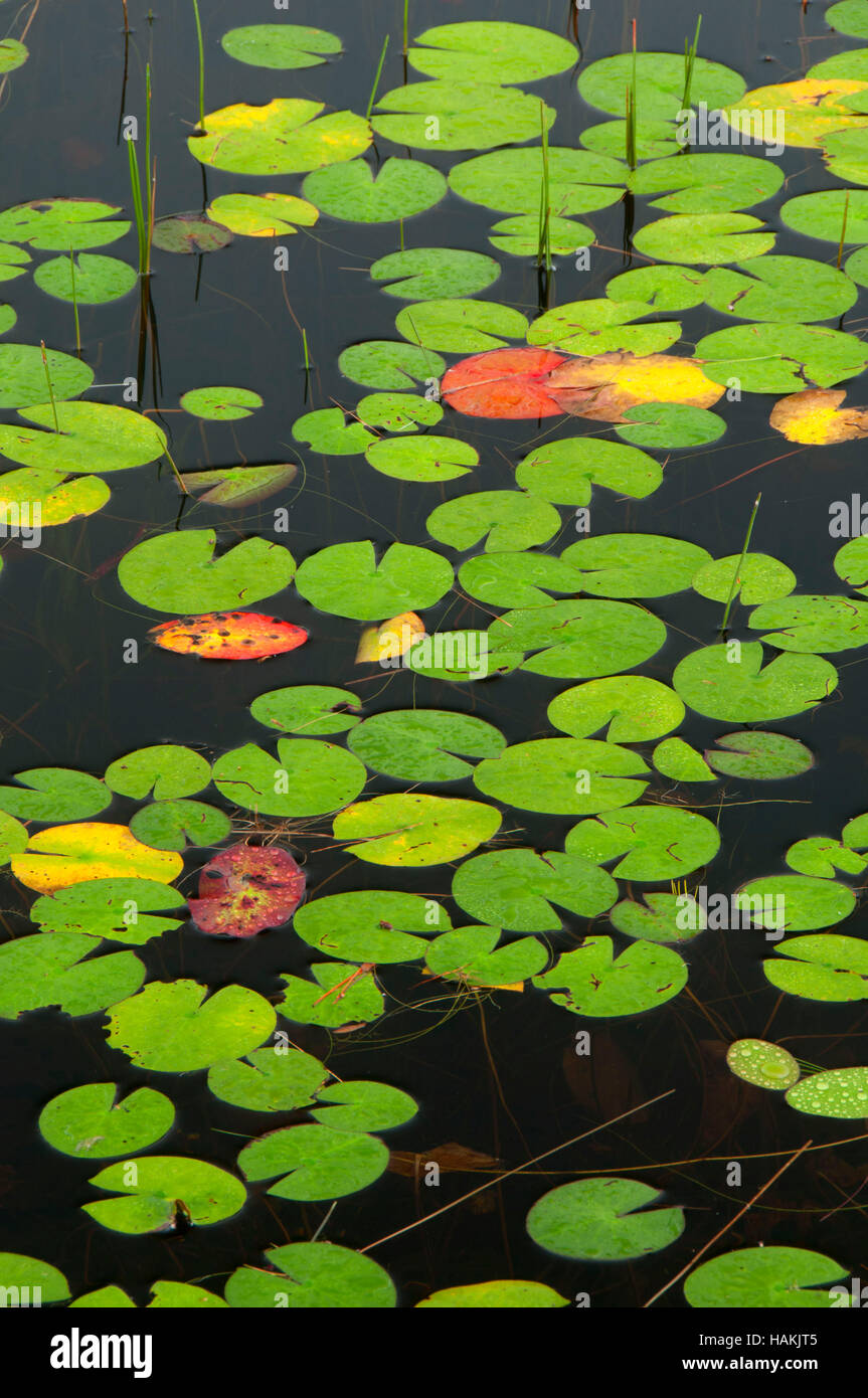 Water lilies at Tillinghast Pond, Tillinghast Pond Management Area ...