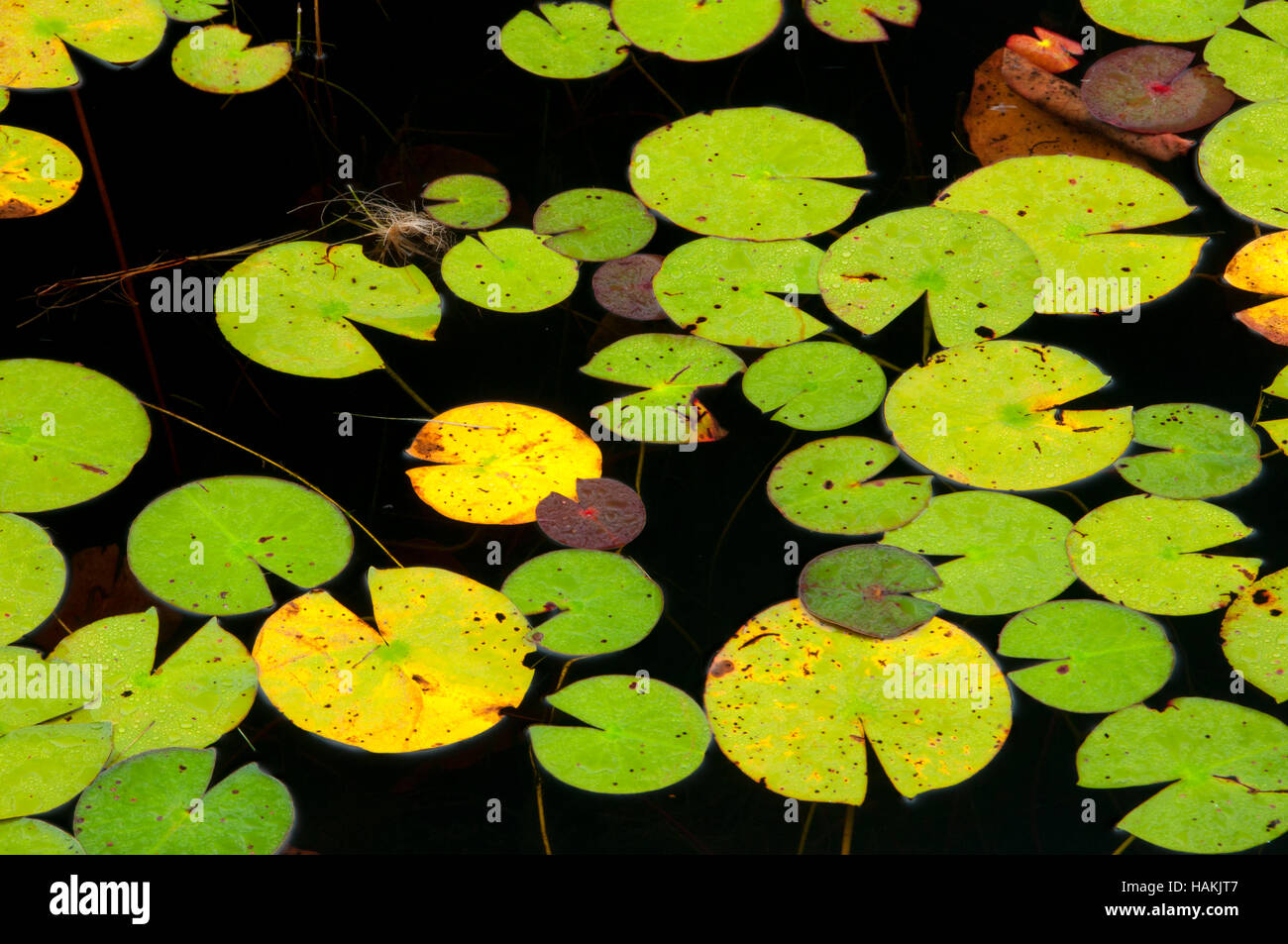 Tillinghast pond management hi-res stock photography and images - Alamy