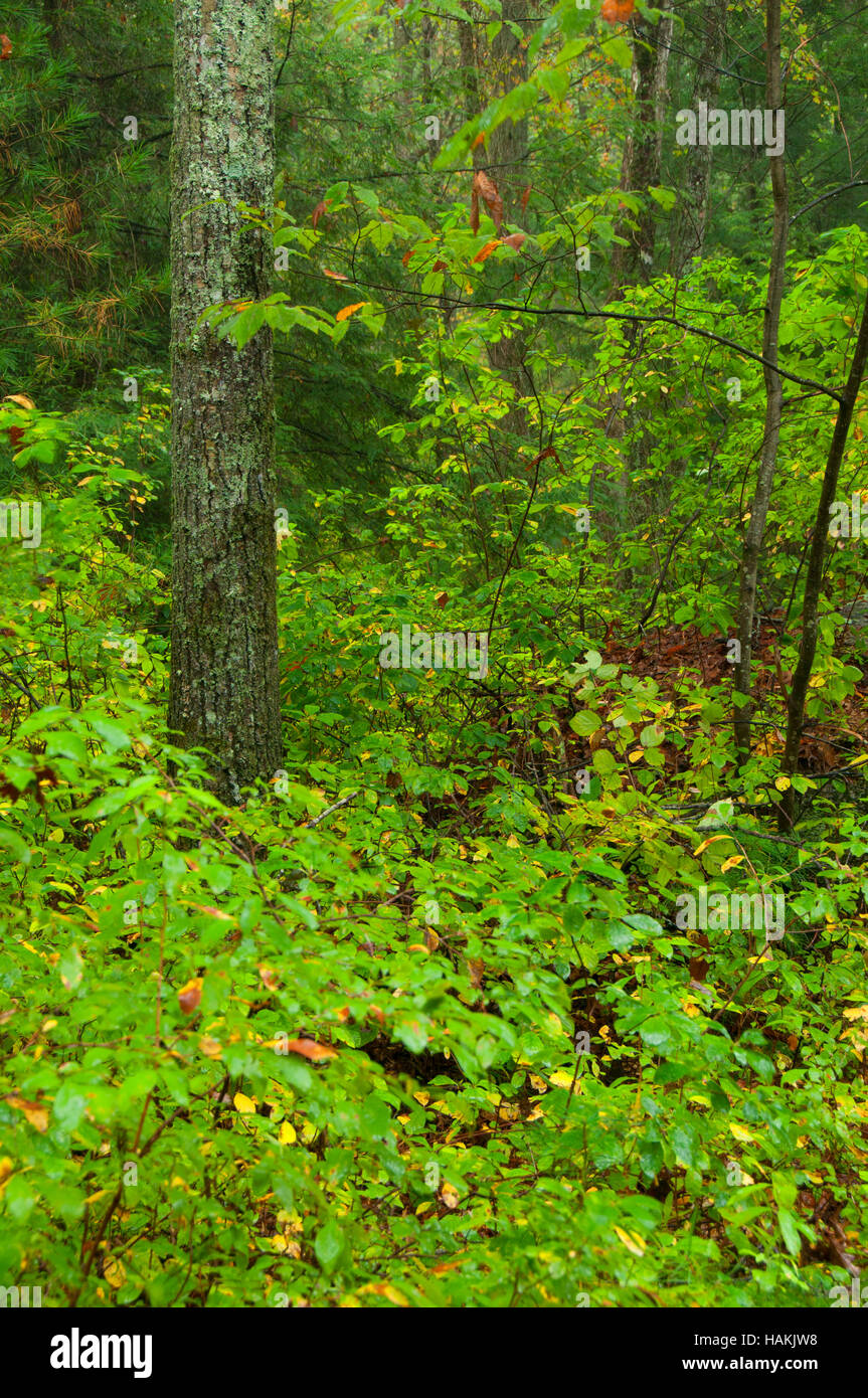Forest along Walkabout Trail, George Washington Management Area, Rhode ...