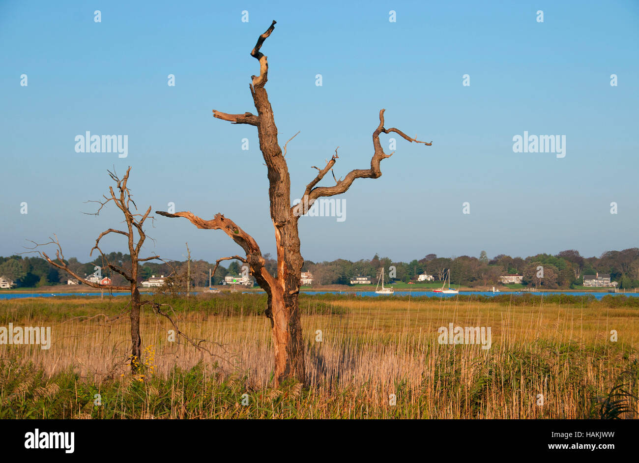 Snag at Jacobs Point Salt Marsh, East Bay Bike Path State Park, Rhode ...