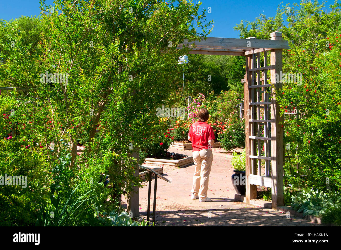 Rose Garden, San Antonio Botanical Garden, San Antonio, Texas Stock ...