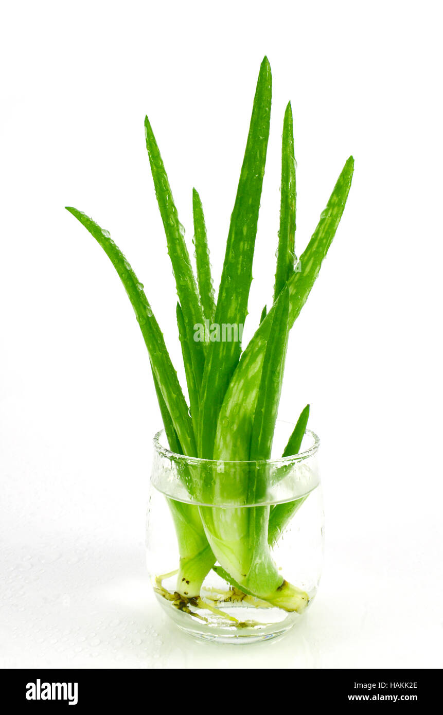 Aloe Vera (Aloe barbadensis Mill.,Star cactus, Aloe, Aloin, Jafferabad ...