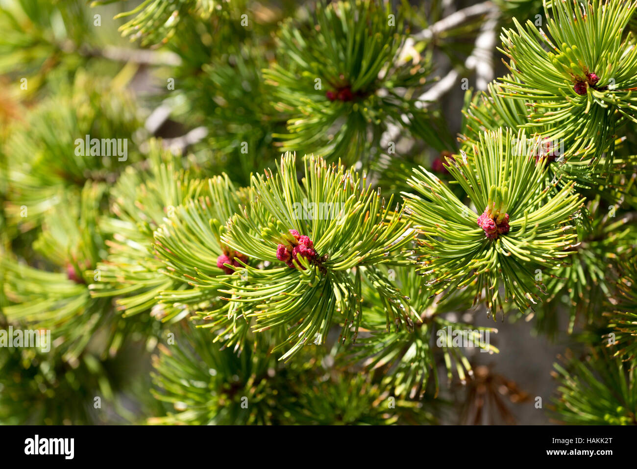 Whitebark pine hi-res stock photography and images - Alamy