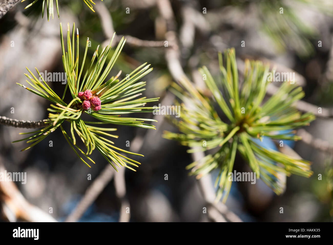 Branches of a Whitebark pine tree, Wallowa Mountains, Oregon Stock ...