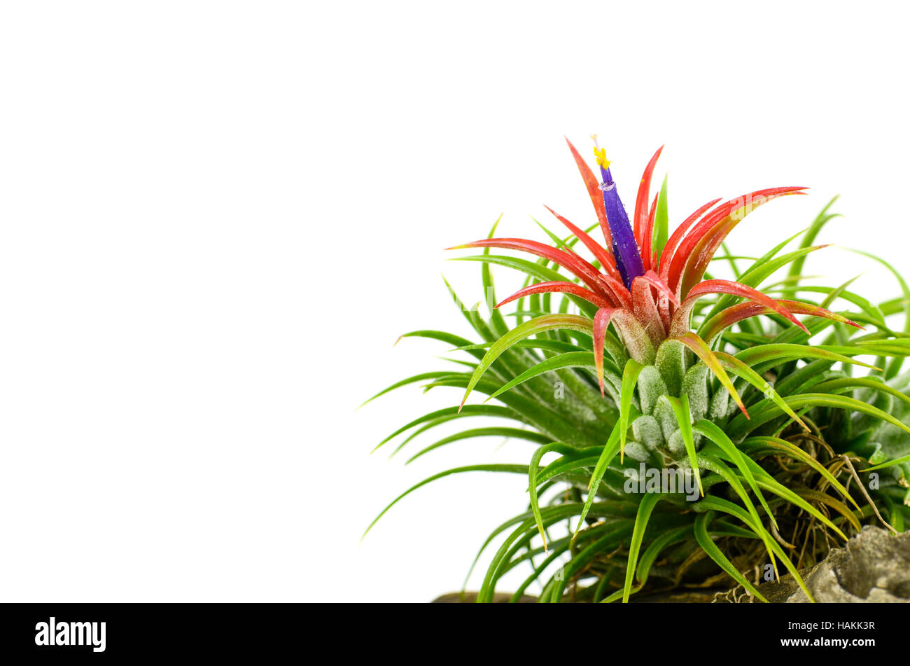 Tillandsia ionantha red hi-res stock photography and images - Alamy