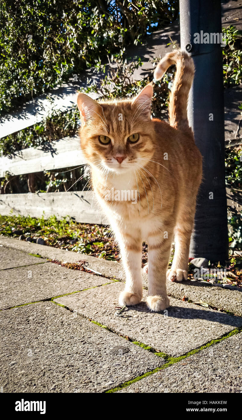 Beautiful red haired hi-res stock photography and images - Alamy