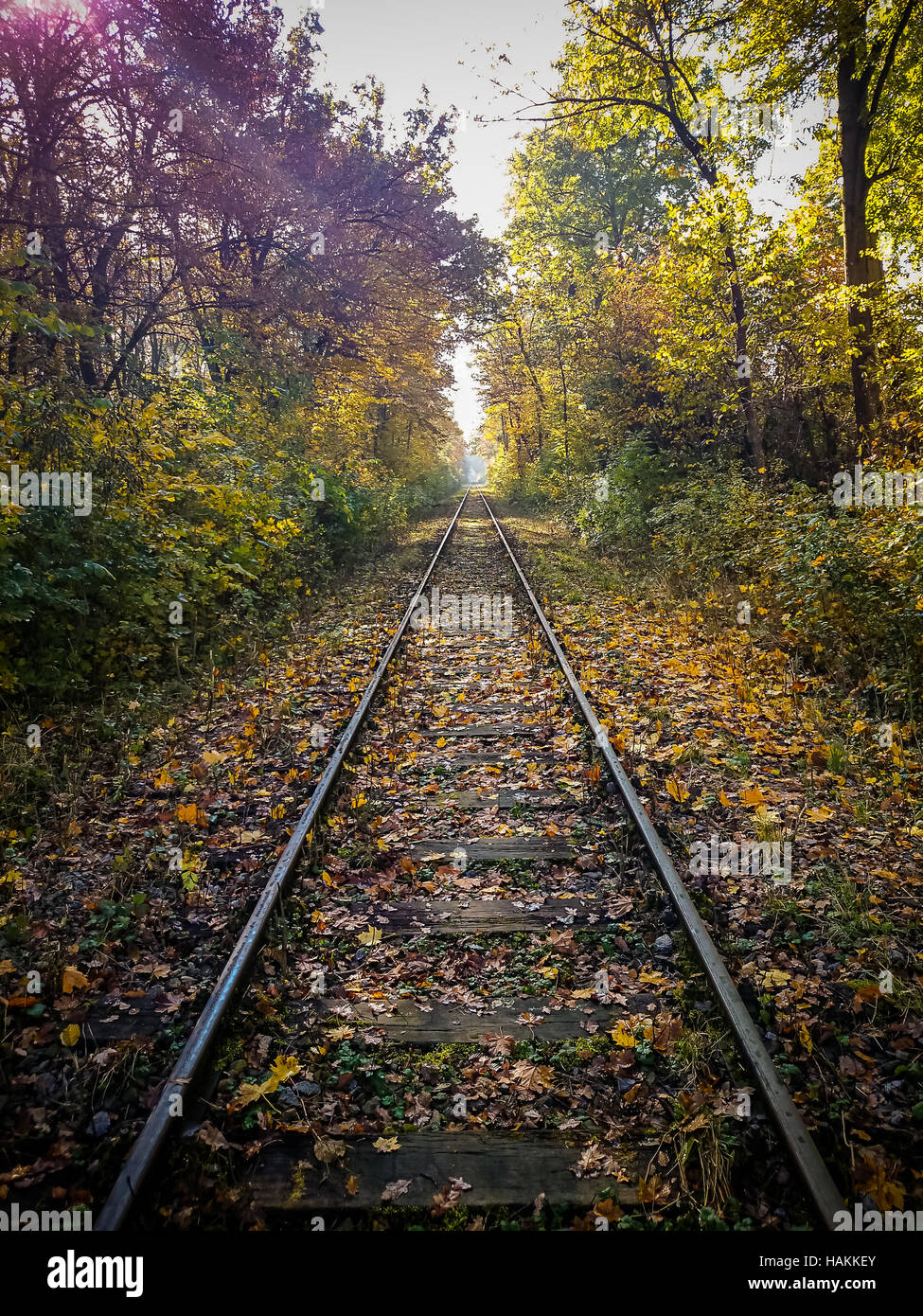 Railroad rails in autumn with sunshine as vackground Stock Photo - Alamy