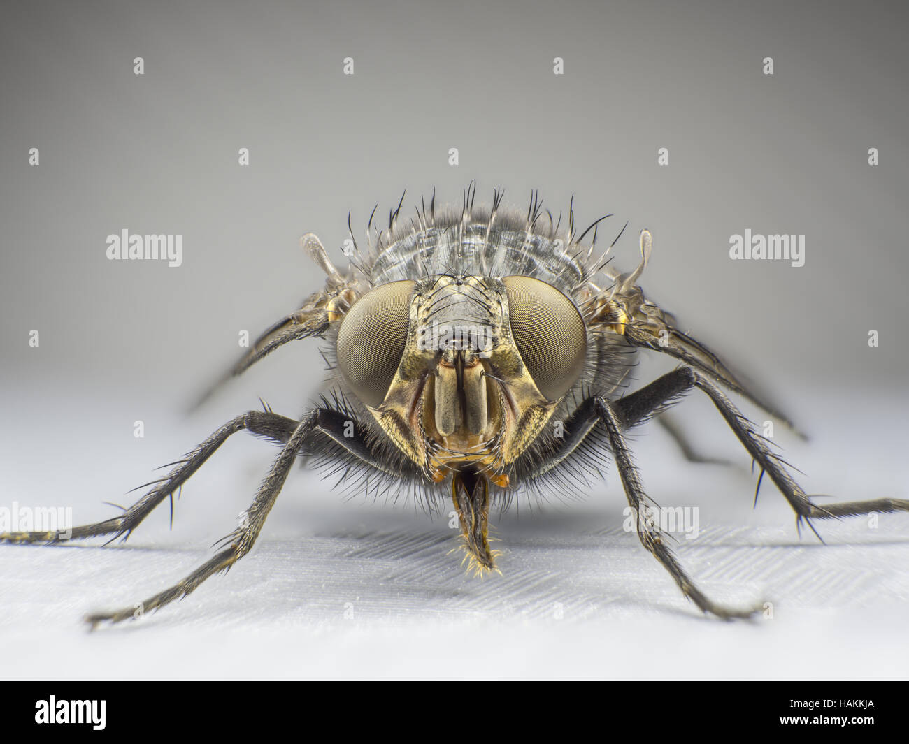 Extreme close up face fly hi-res stock photography and images - Alamy