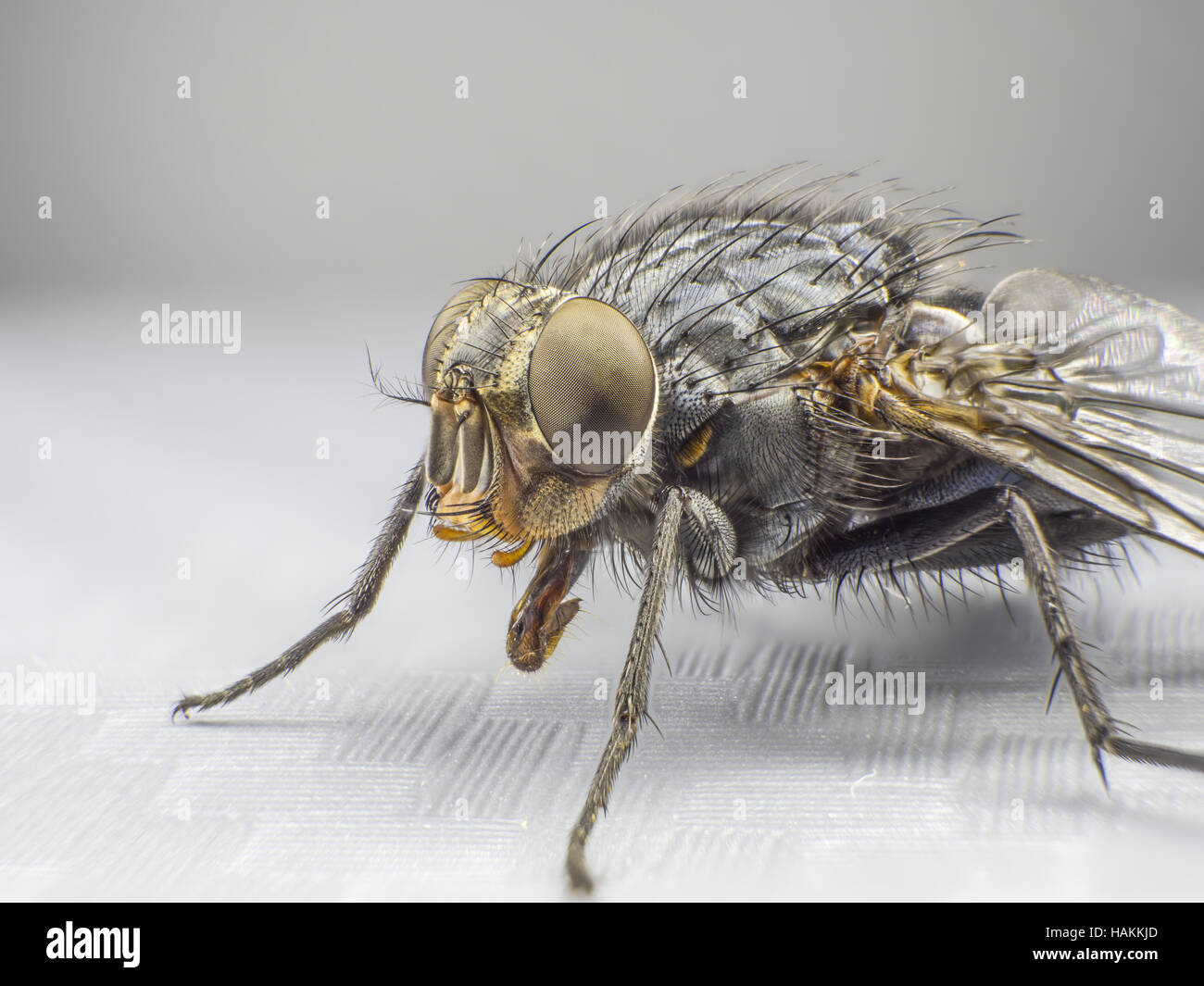 Extreme close up face fly hi-res stock photography and images - Alamy