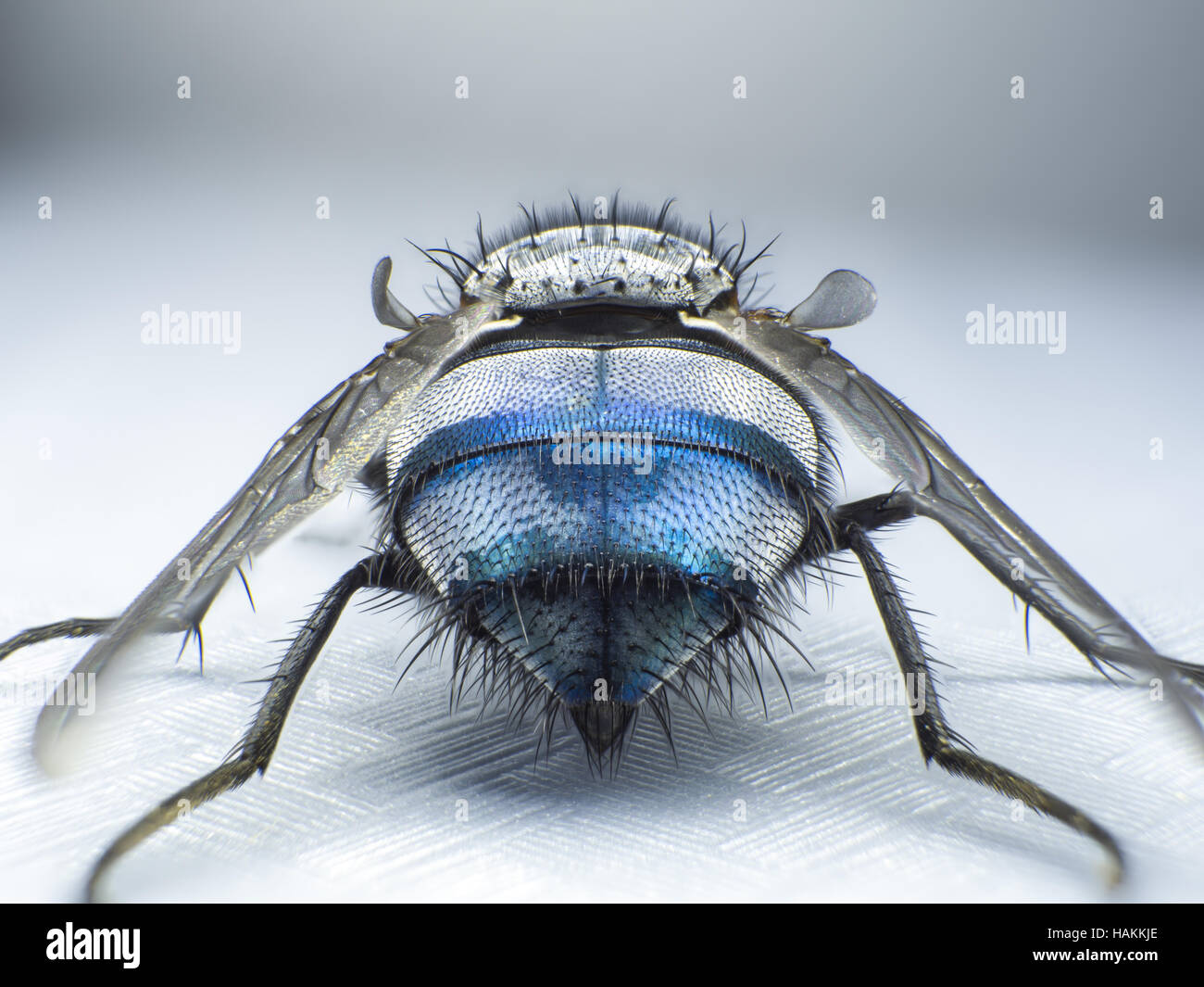Extreme close up face fly hi-res stock photography and images - Alamy