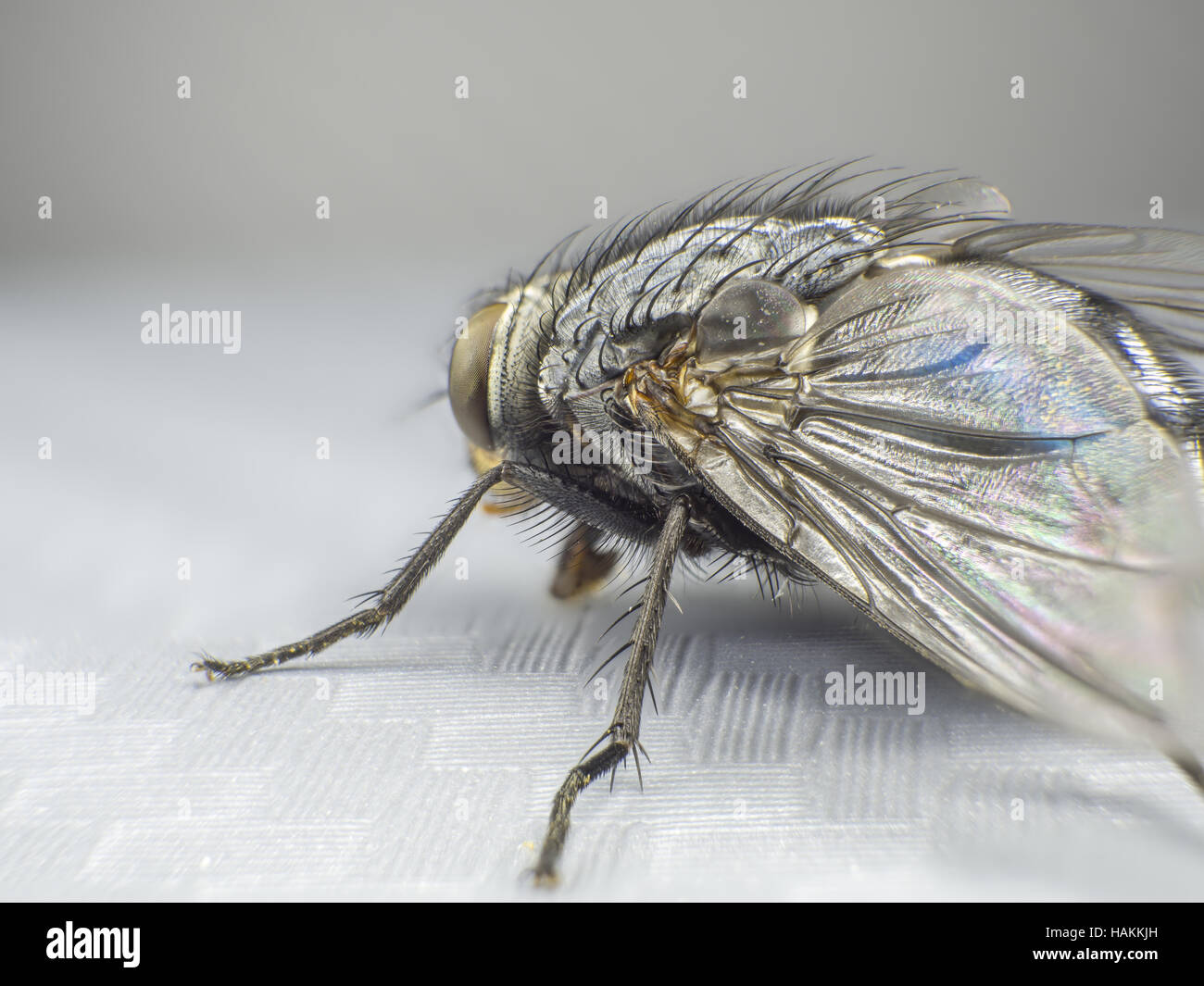 Extreme close up face fly hi-res stock photography and images - Alamy