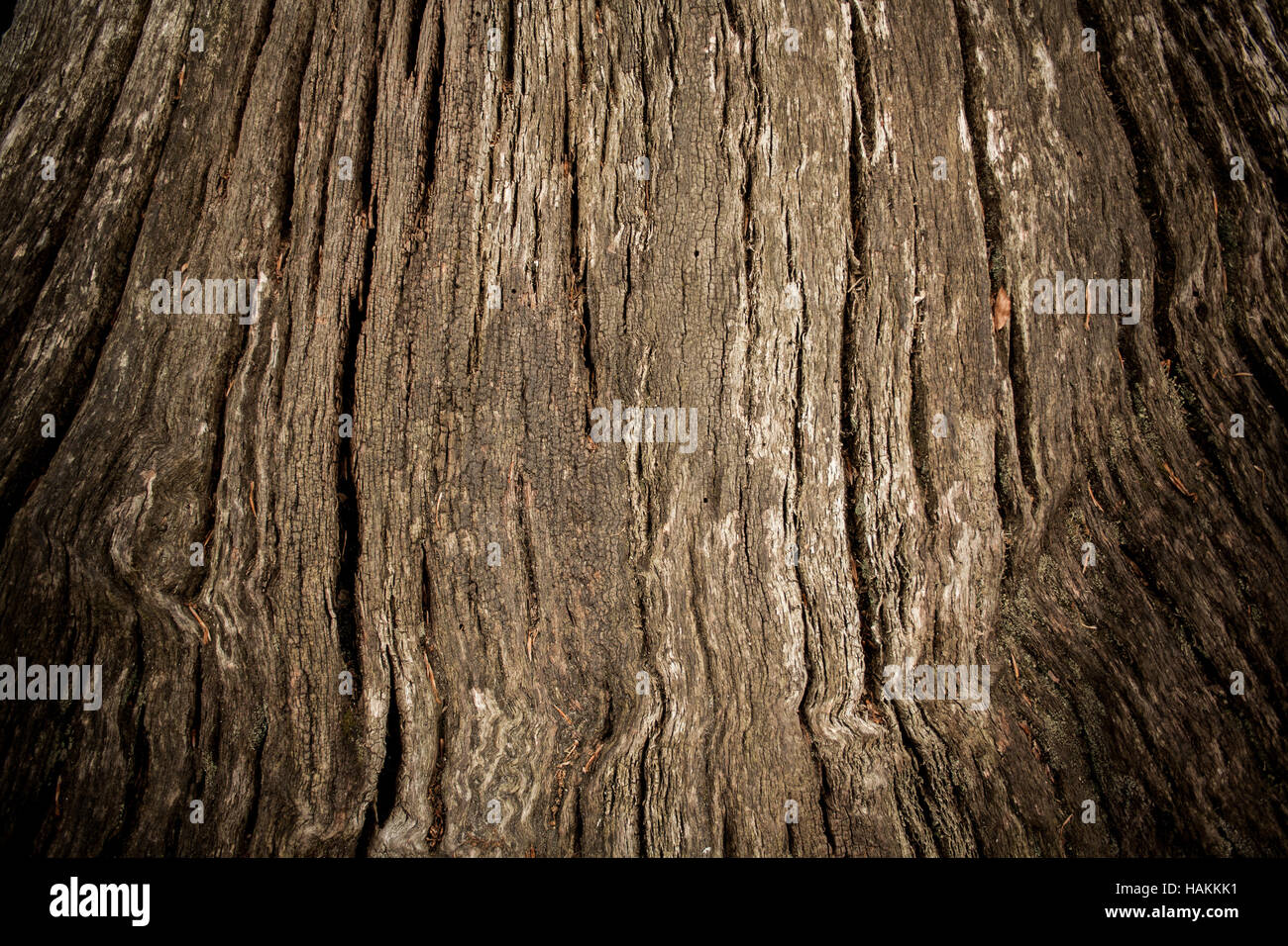 Old tree trunk as background with vignette effect Stock Photo - Alamy