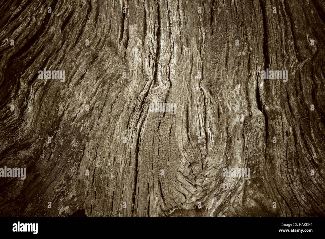 Old tree trunk as background with vignette effect Stock Photo - Alamy