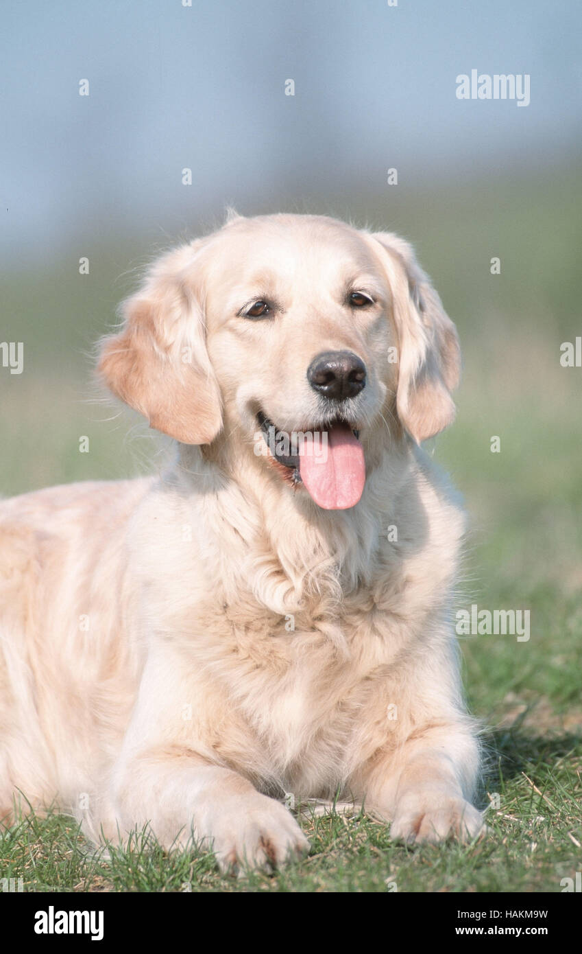 Maiden cane hi-res stock photography and images - Alamy