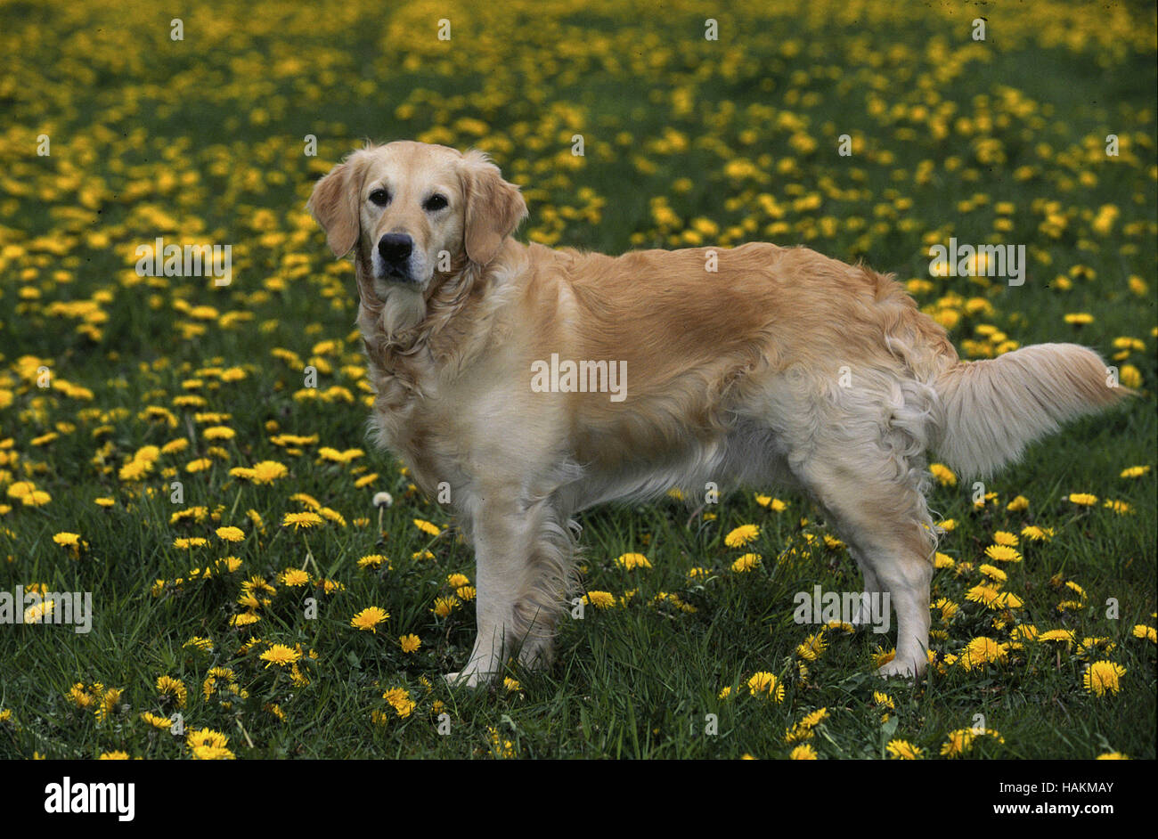 Fo perro hi-res stock photography and images - Alamy