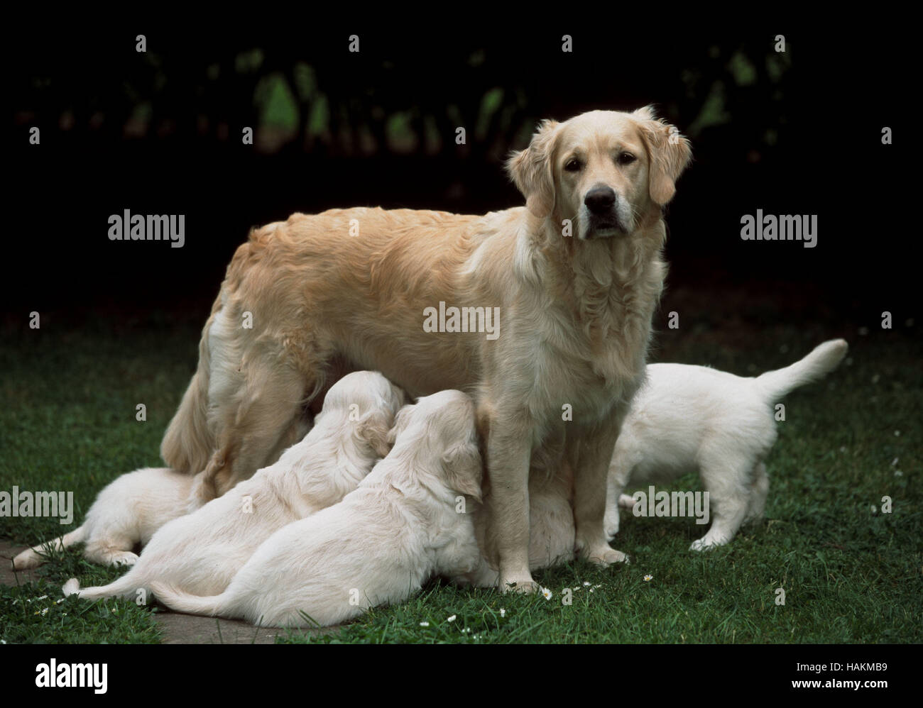 Chien golden retriever hi-res stock photography and images - Alamy