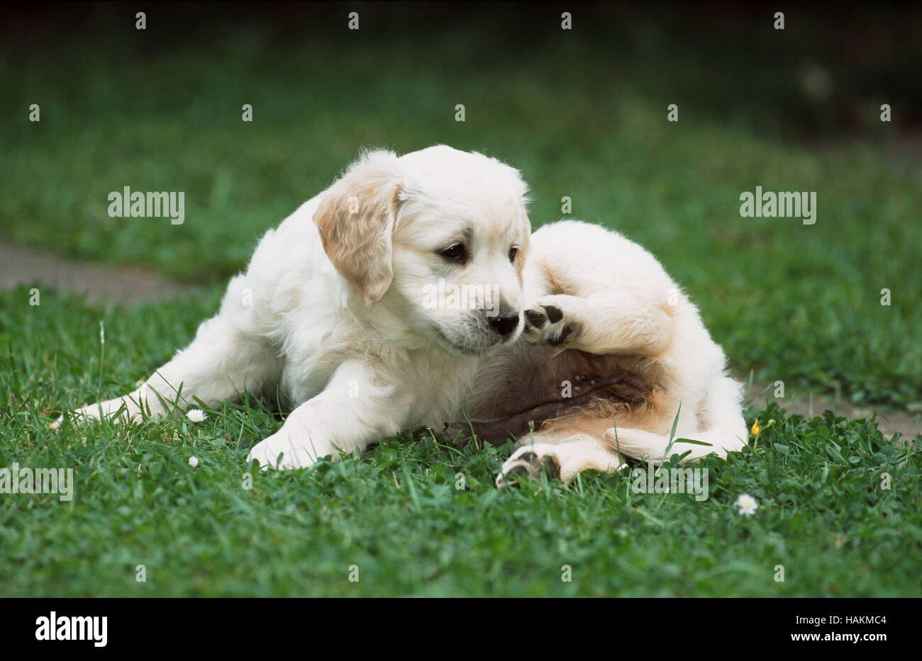 Retriever welpen hi-res stock photography and images - Alamy
