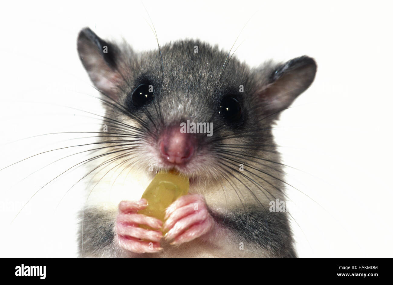 Dormouse Eating High Resolution Stock Photography and Images - Alamy