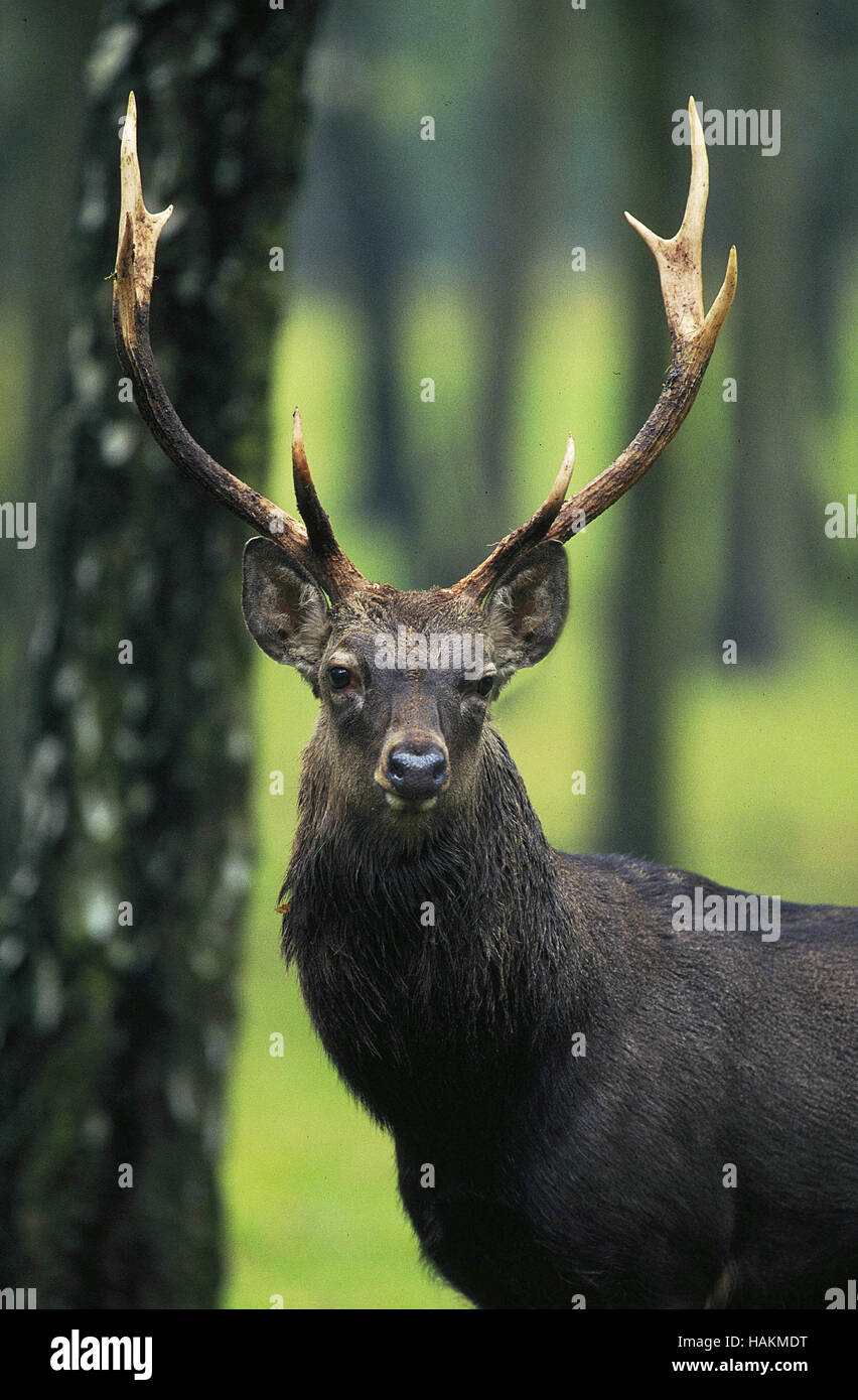 Dybowski Hirsch High Resolution Stock Photography and Images - Alamy