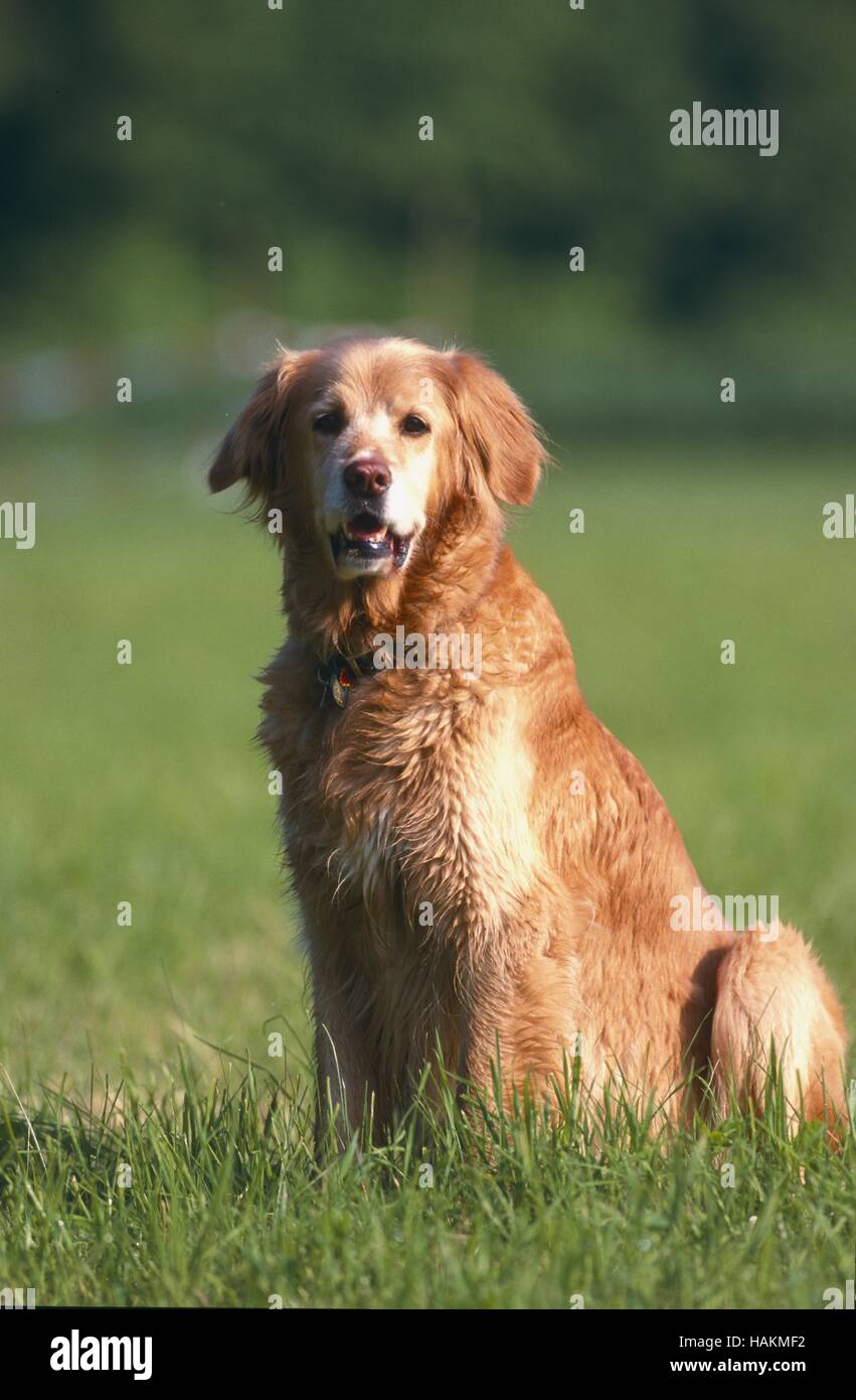 Maiden cane hi-res stock photography and images - Alamy
