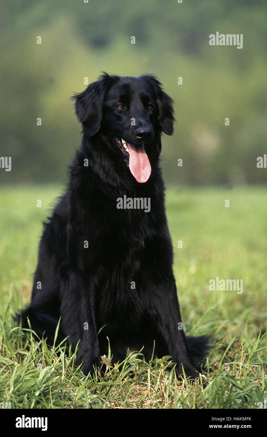 Hovawart dog hi-res stock photography and images - Alamy