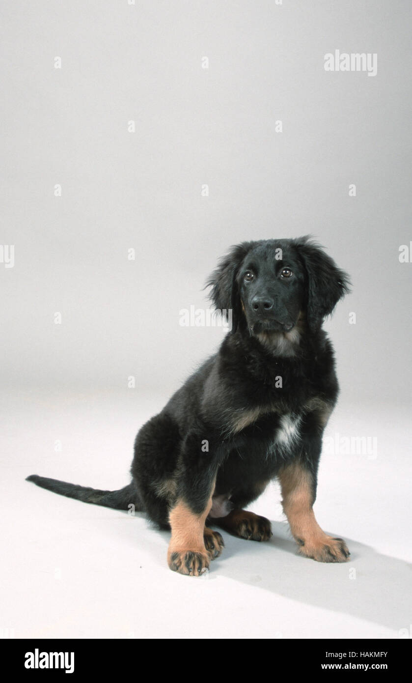 Hovawart puppy hi-res stock photography and images - Alamy
