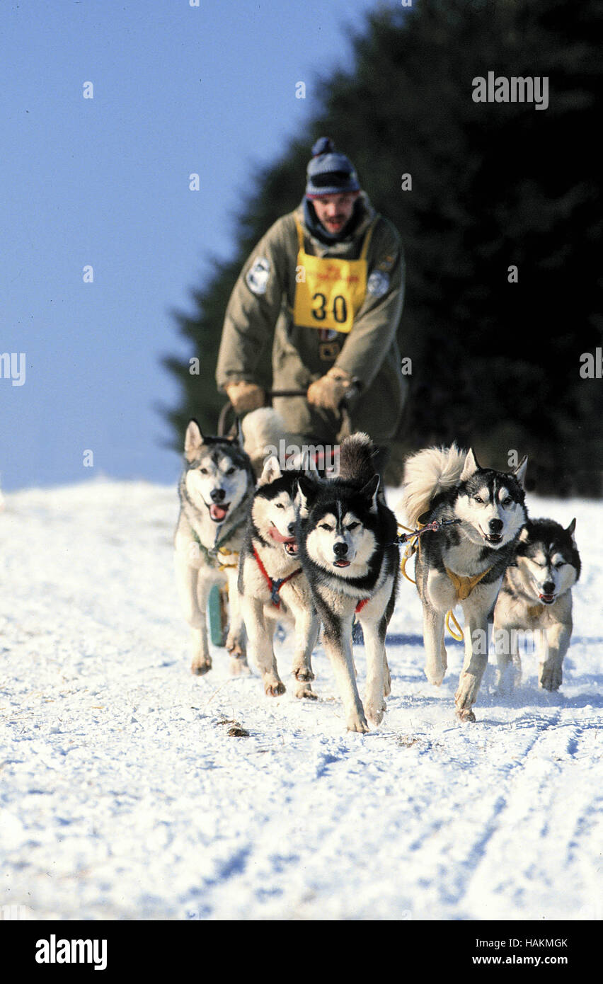 Perro husky hi-res stock photography and images - Alamy