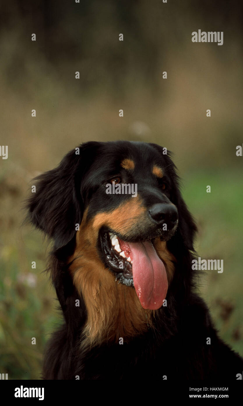 Hovawart dog hi-res stock photography and images - Alamy