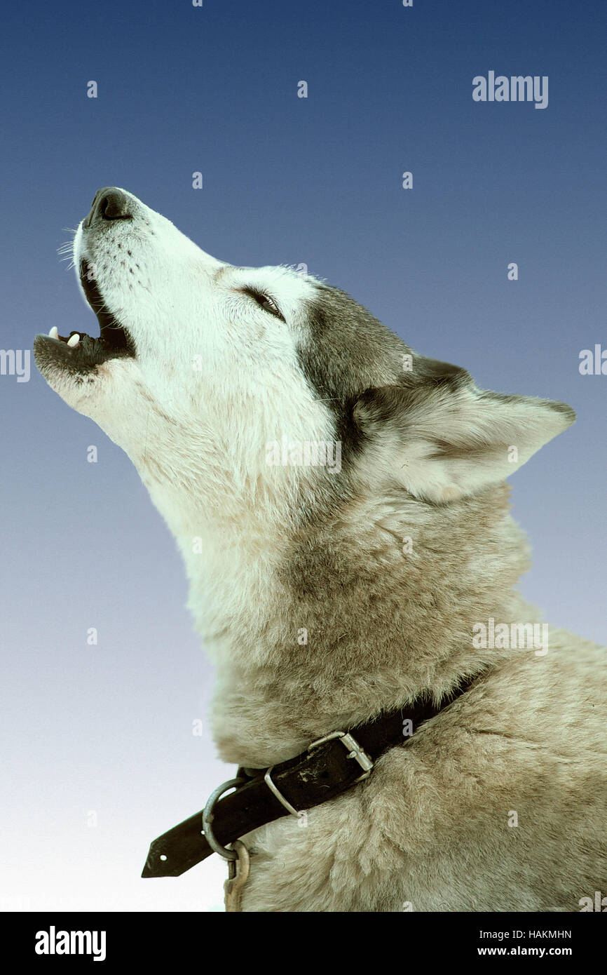 Husky Dog Howl Howling High Resolution Stock Photography and Images - Alamy