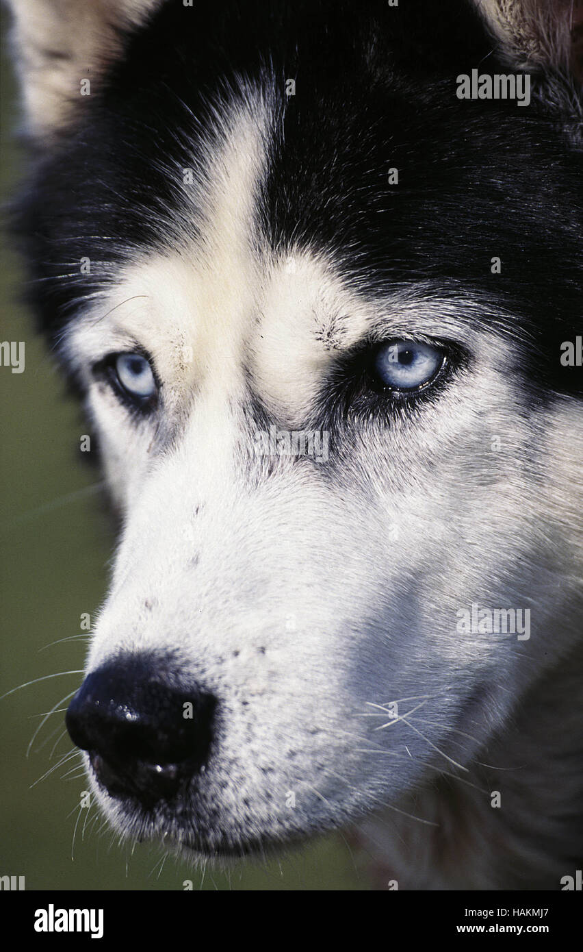 Dog head spout hi-res stock photography and images - Alamy