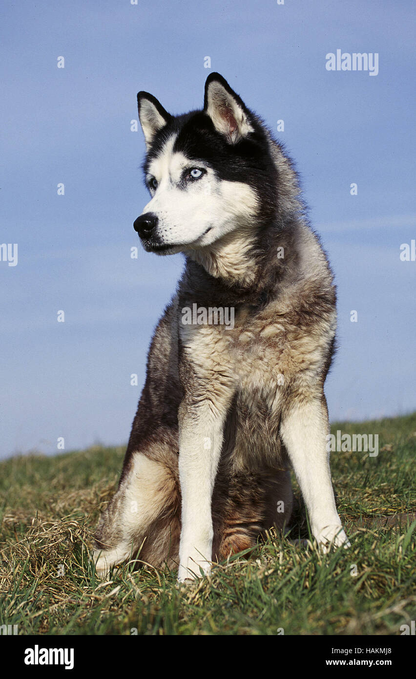 Sibirien sommer hi-res stock photography and images - Alamy