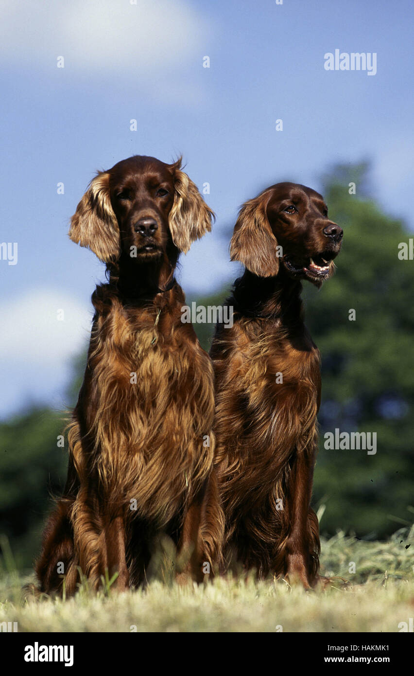 Sitting red irish setter hi-res stock photography and images - Alamy