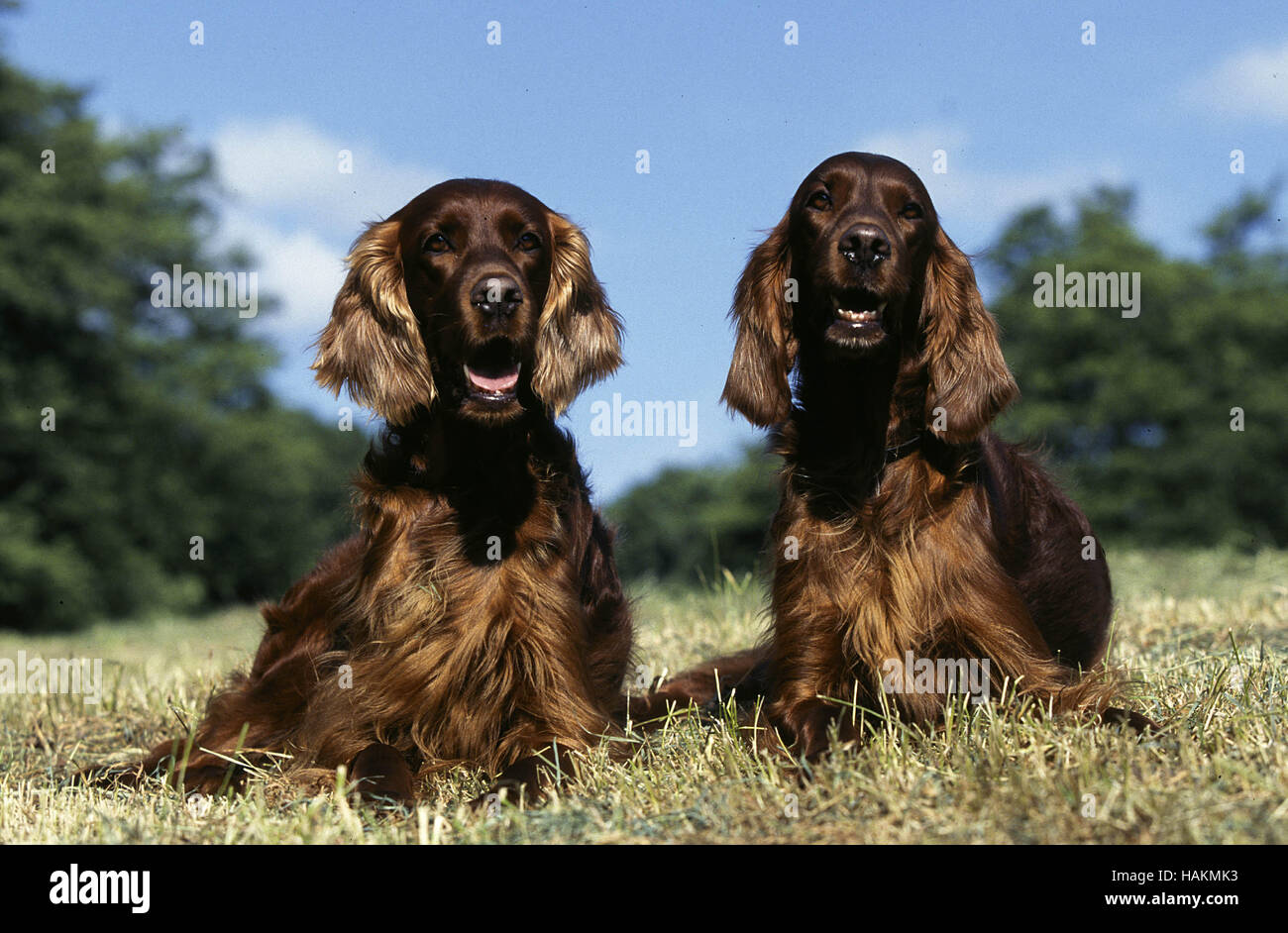 Couple on meadow hunting hi-res stock photography and images - Alamy