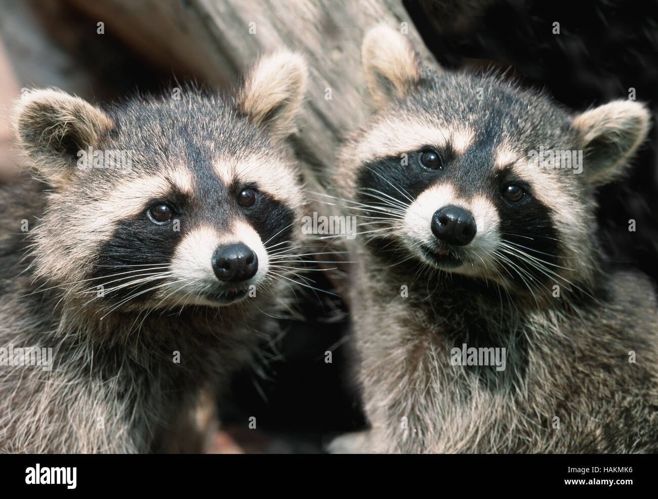 Two raccoon hi-res stock photography and images - Alamy