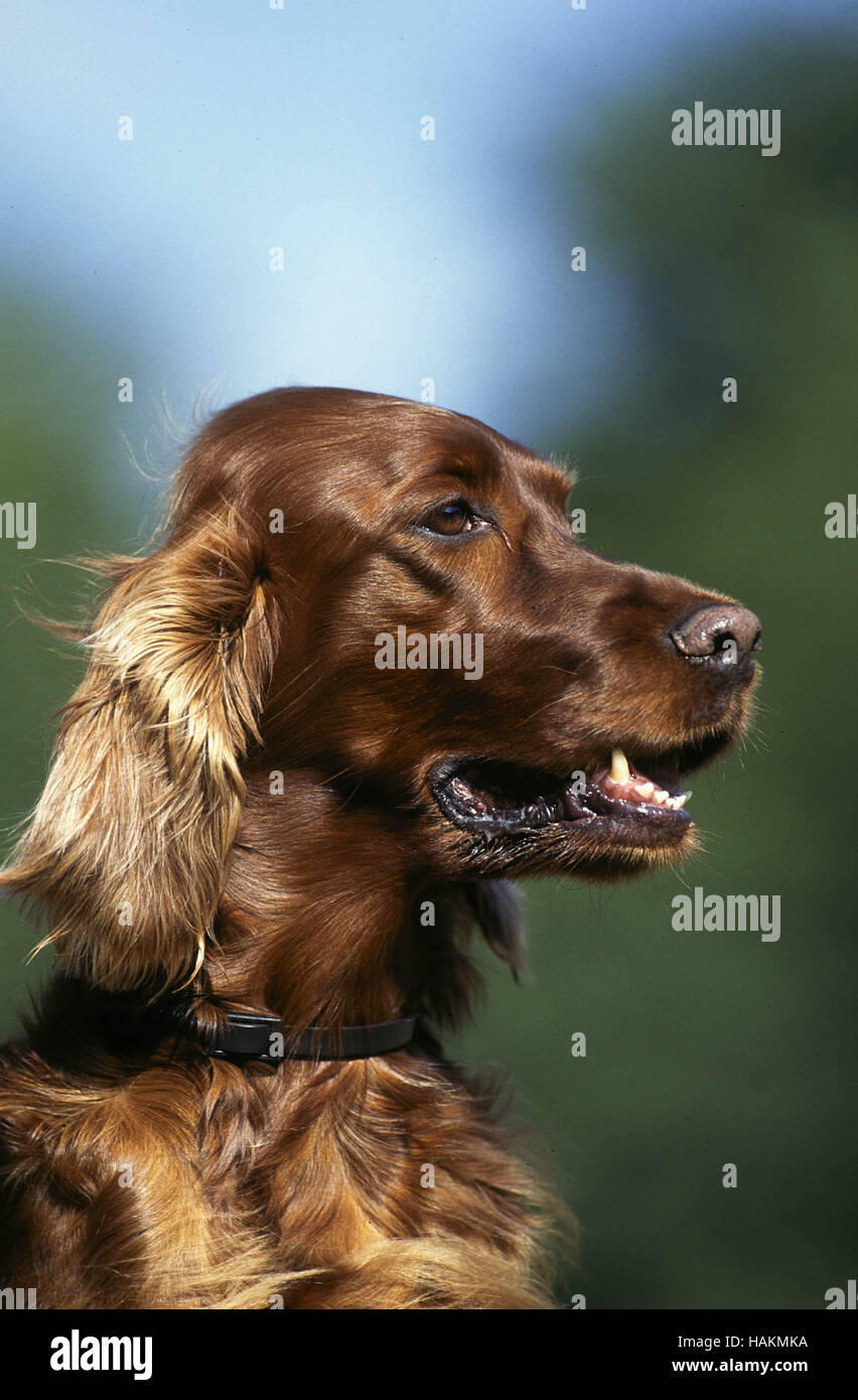 Lovely irish setter hi-res stock photography and images - Alamy
