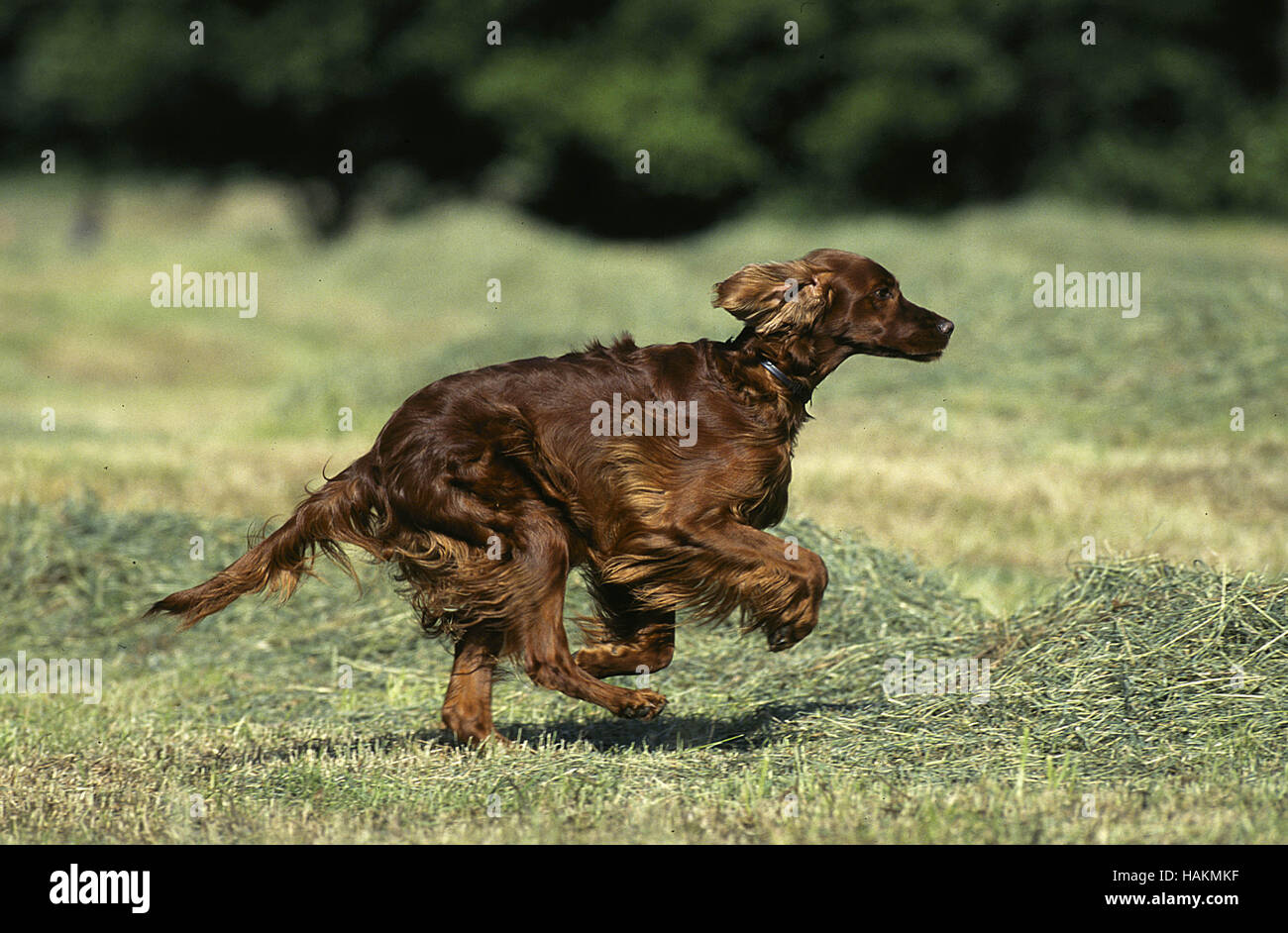 Red setter running hi-res stock photography and images - Alamy