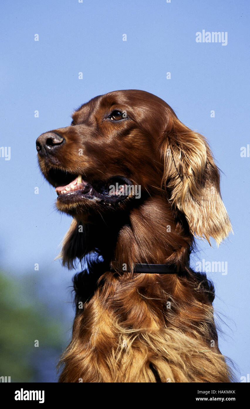 Lovely irish setter hi-res stock photography and images - Alamy
