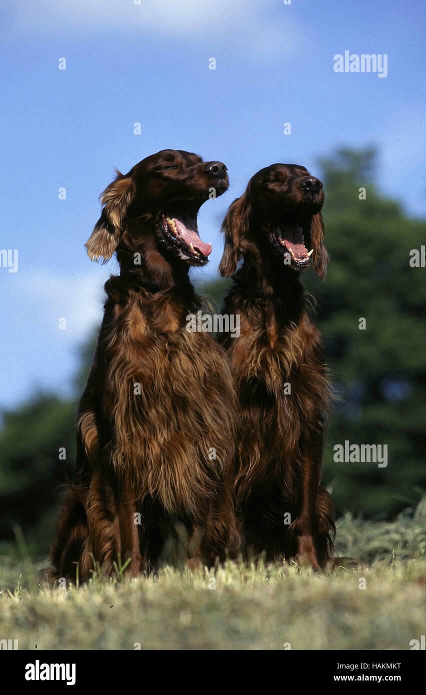 Two irish setters hi-res stock photography and images - Alamy