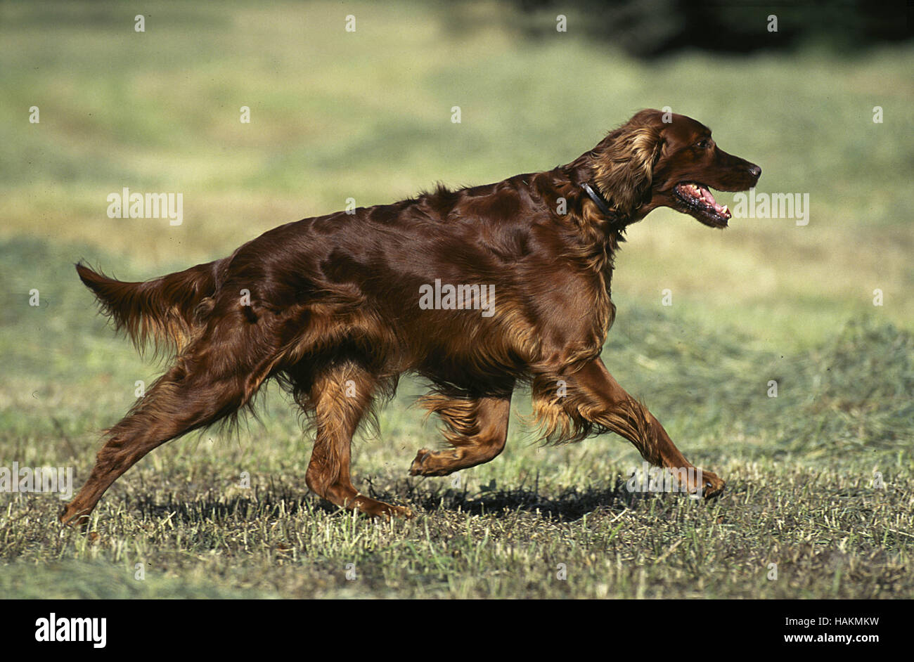 Red setter running hi-res stock photography and images - Alamy
