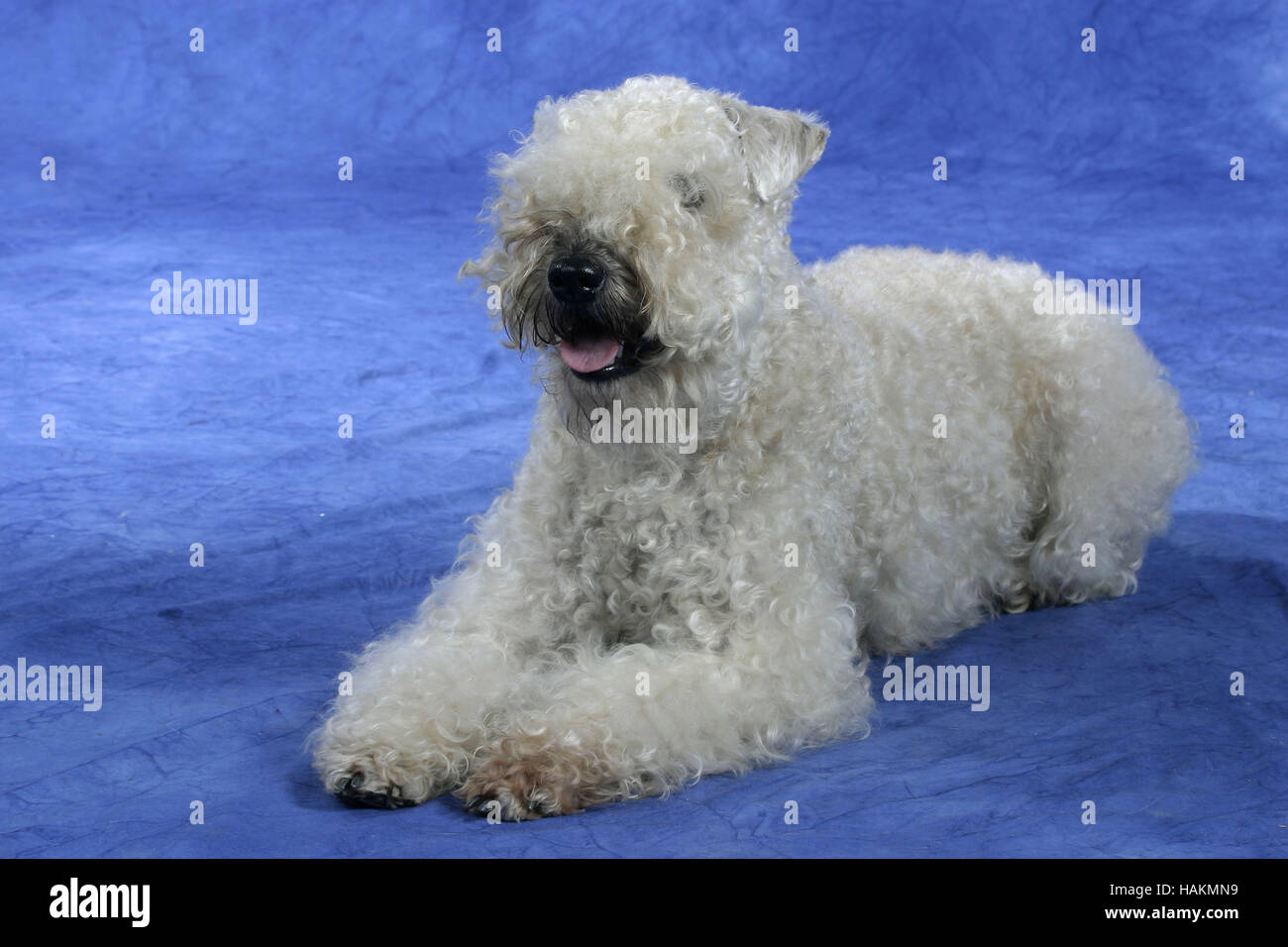 Irish Soft Coated Wheaten Terrier Stock Photo - Alamy