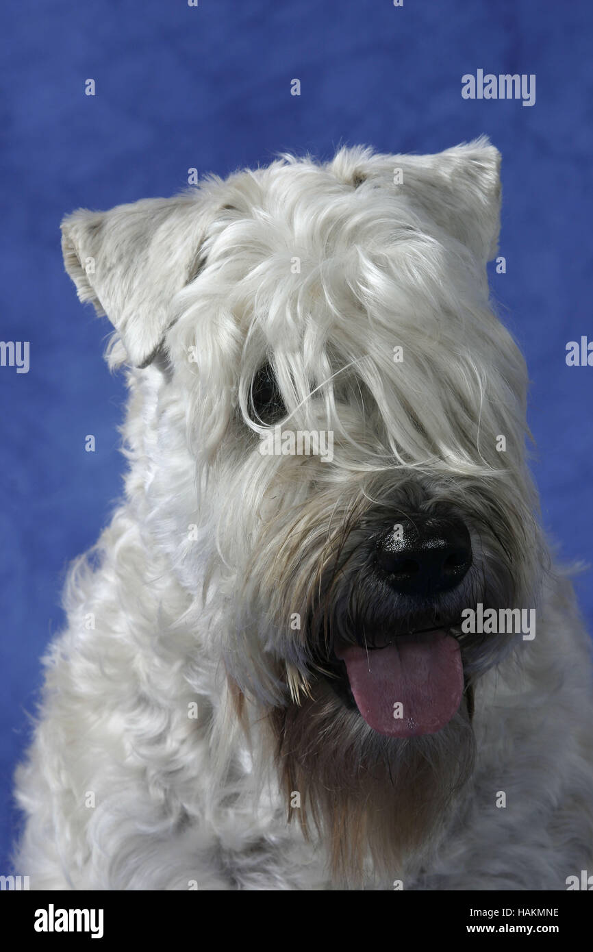 Irish Soft Coated Wheaten Terrier Stock Photo - Alamy