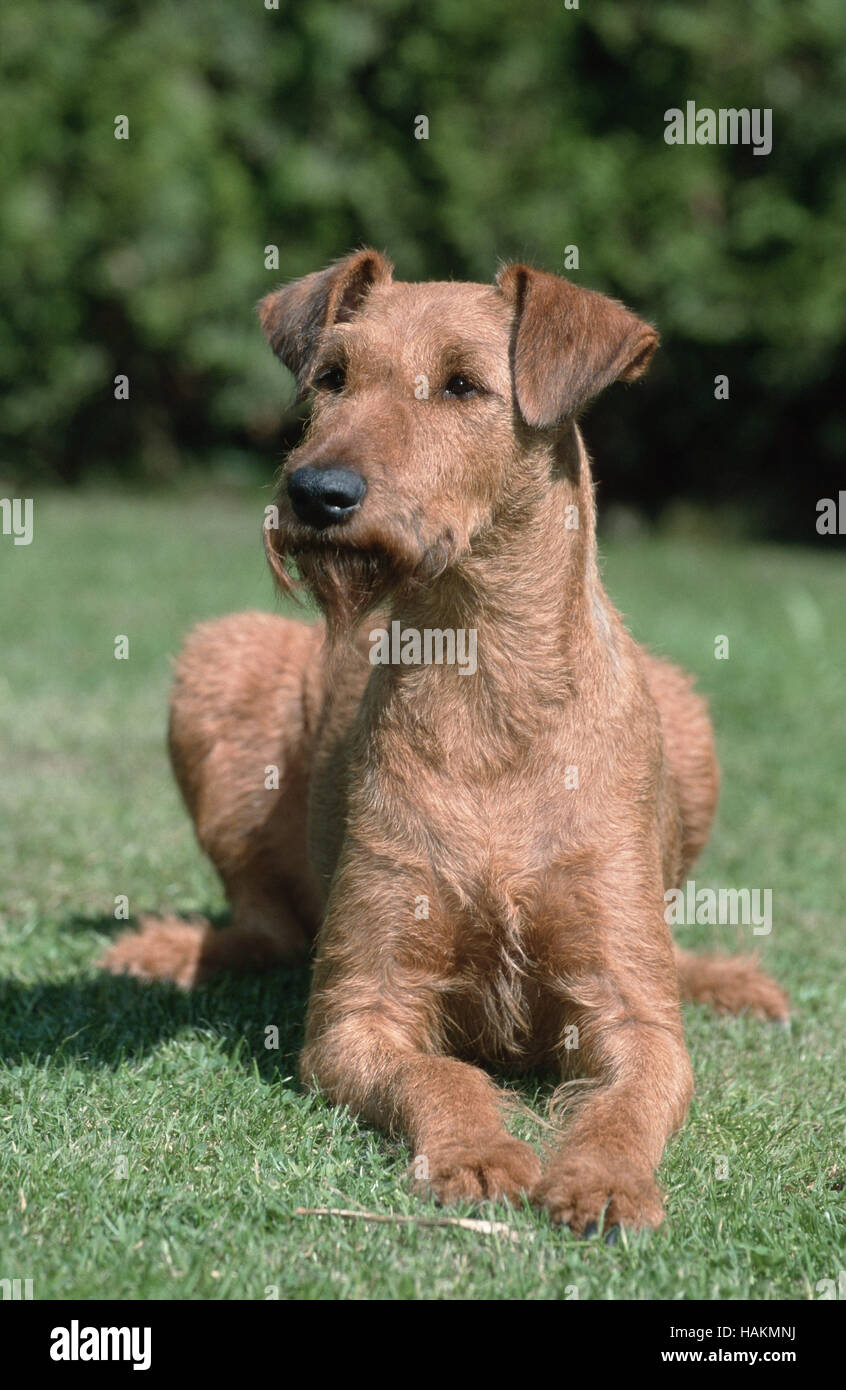 Irische gärten hi-res stock photography and images - Alamy