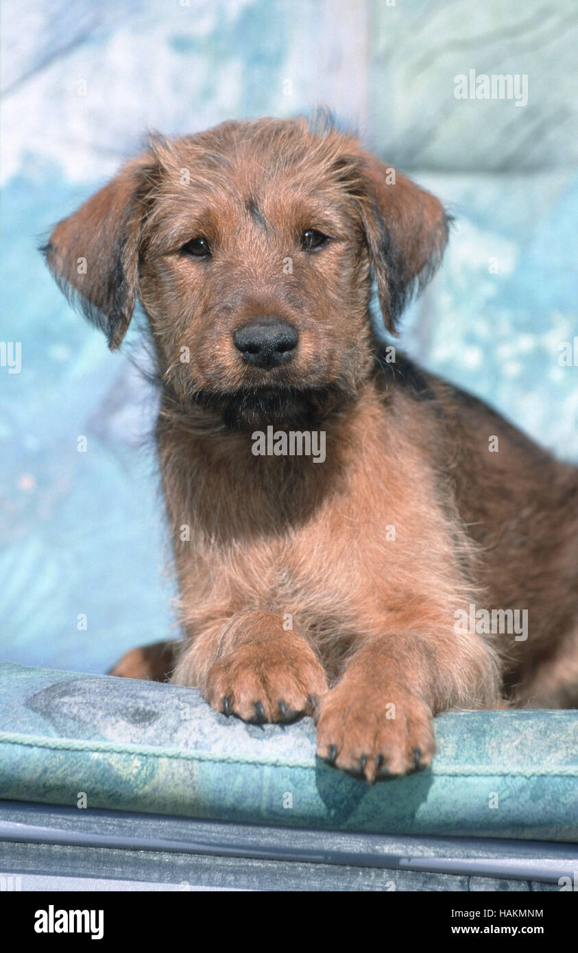 Irish humour hi-res stock photography and images - Alamy