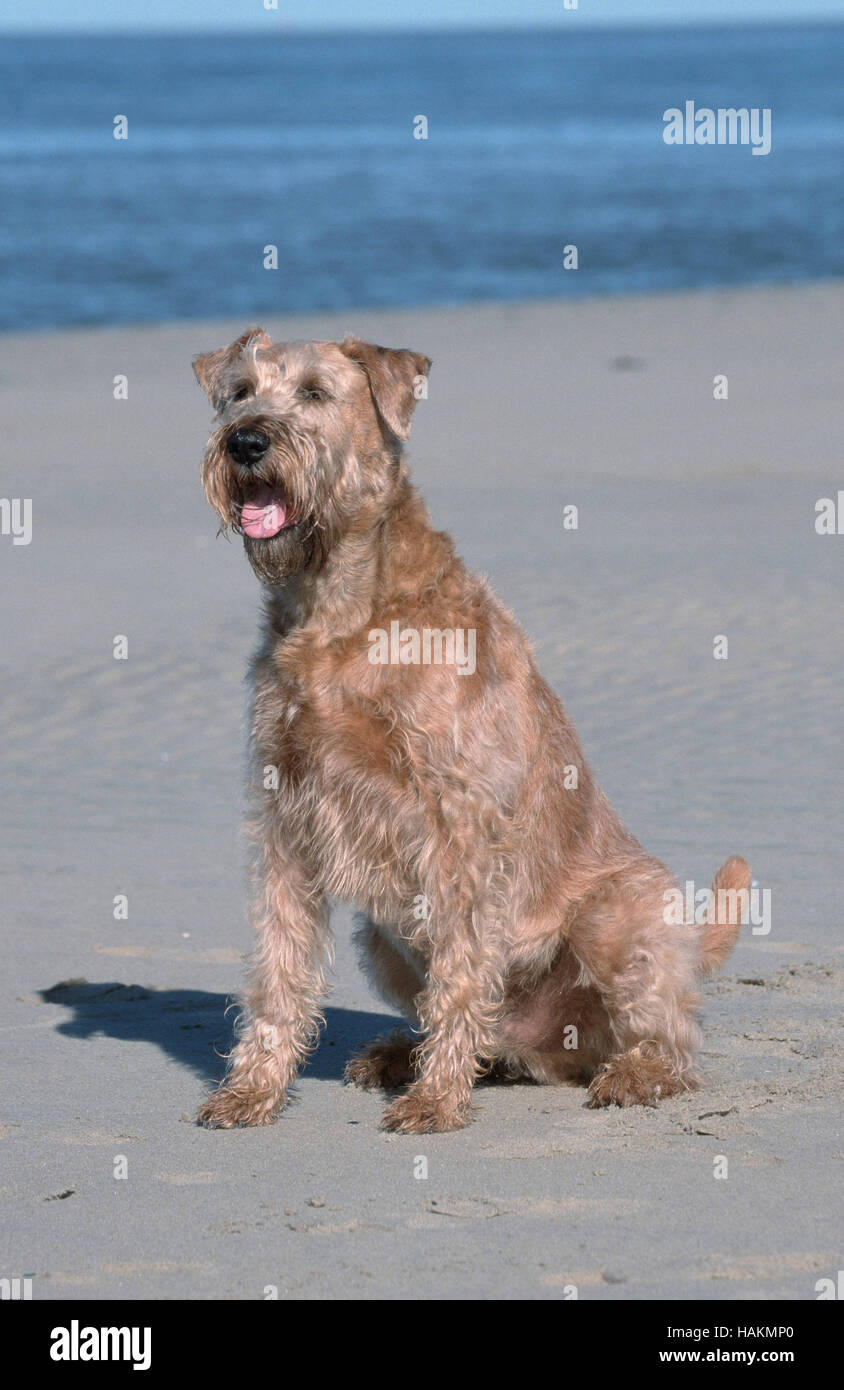 Irischer hund hi-res stock photography and images - Alamy