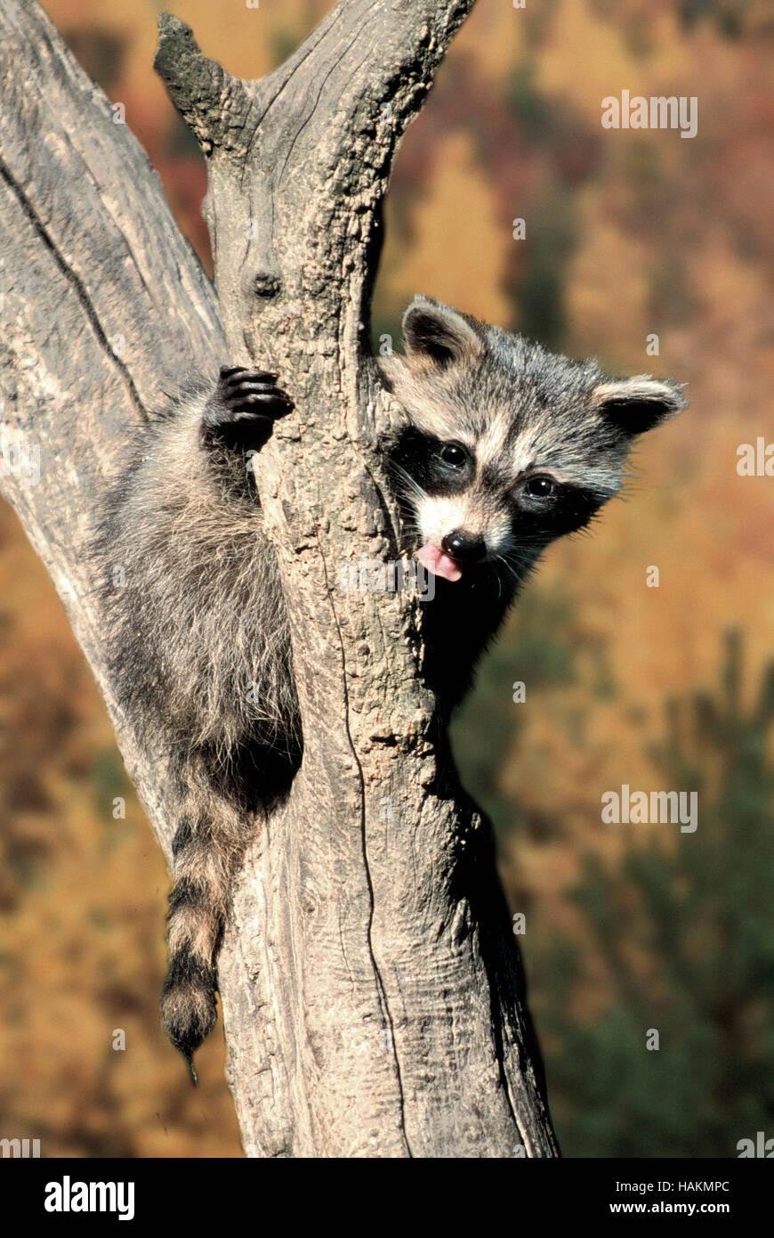 Raccoon tree europe hi-res stock photography and images - Alamy