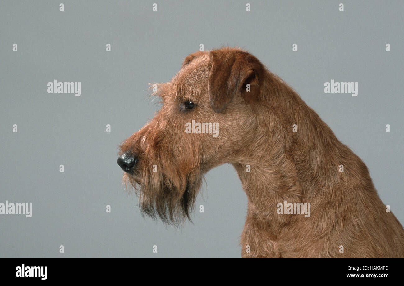 Are Irish Terriers Easy To Groom